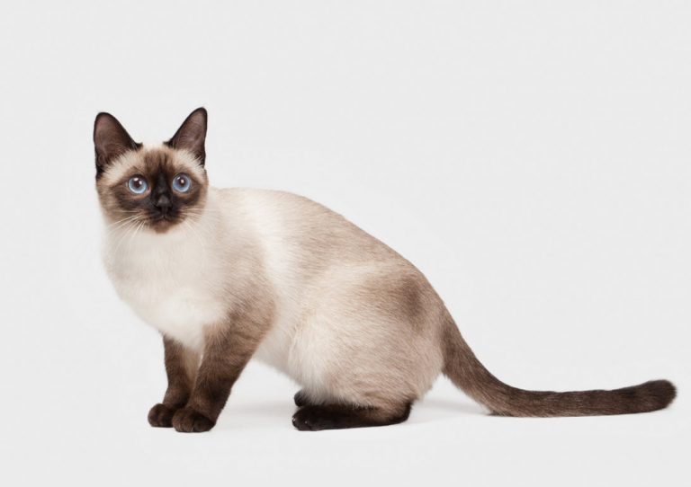 Jenis jenis Kucing dan Harga Kucing Berkualitas di Indonesia